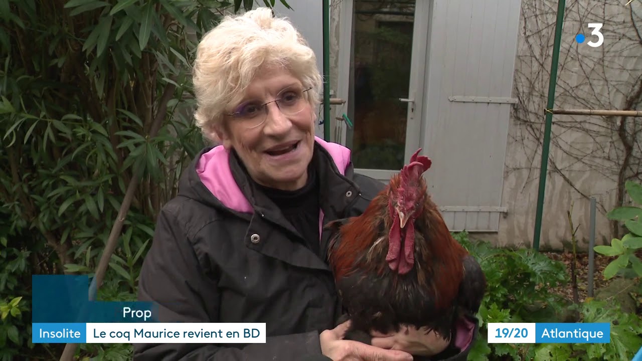 Le coq Maurice sur l'île d'Oléron devient un héros de B.D - YouTube