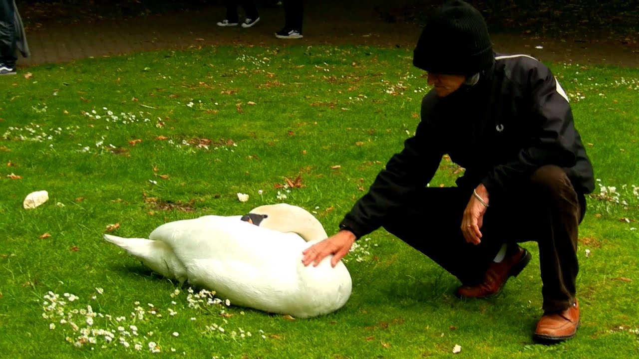 Man stroking Swan - YouTube