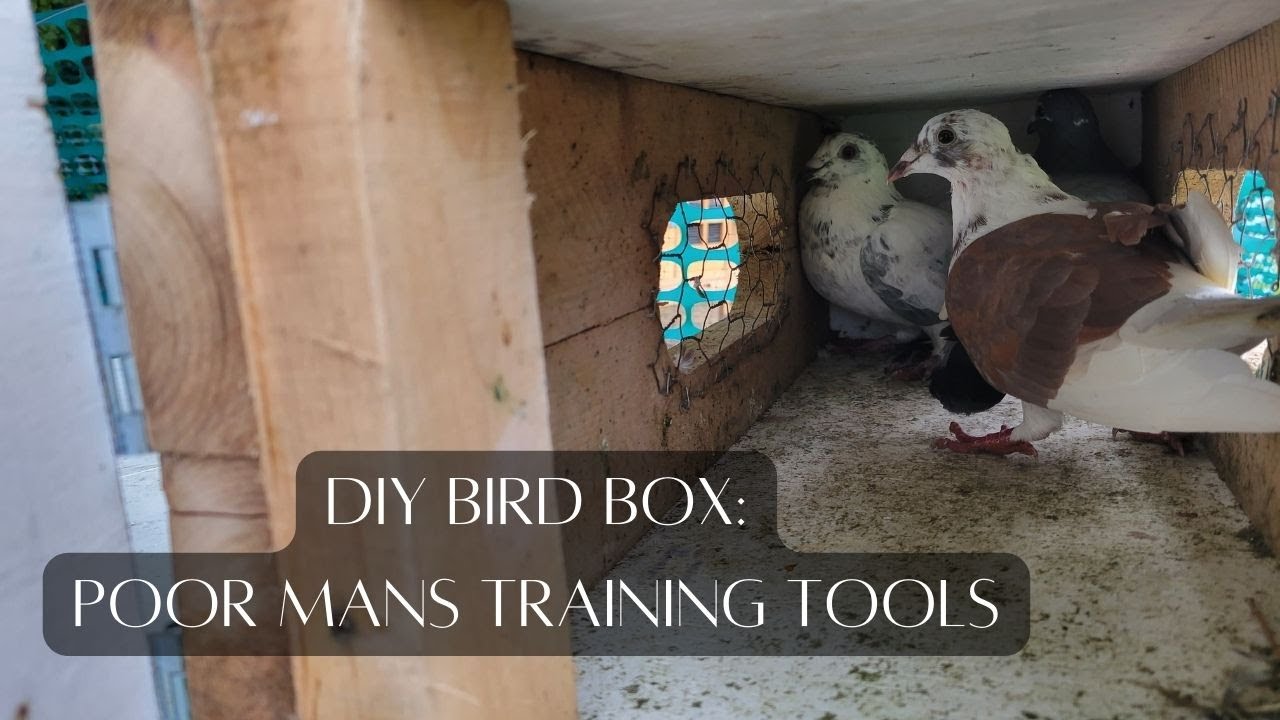 DIY Bird Box - Poor Mans Training Tools - YouTube