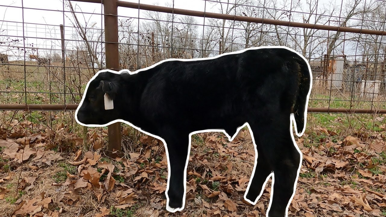 Doctoring a SICK Calf and Working the Cow Herd! - YouTube