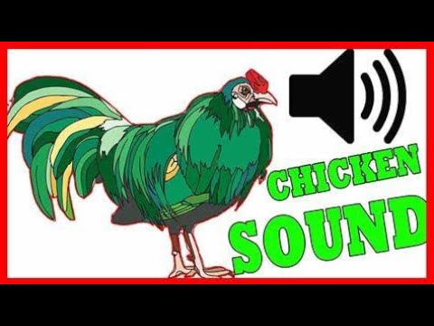 #Chicken Sound effect - YouTube