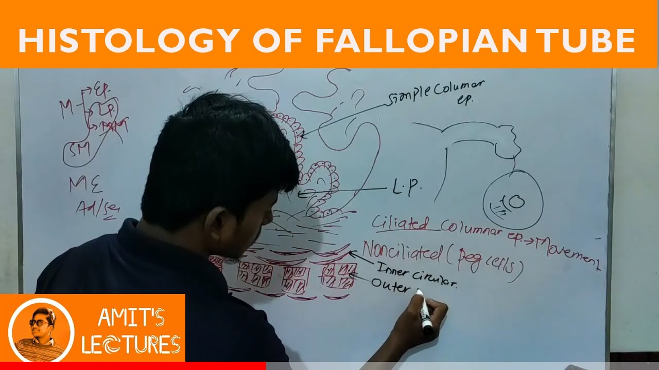 Histological Diagram of Fallopian Tube | Histology | UHS - YouTube
