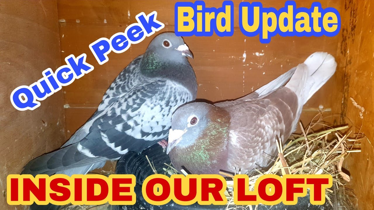 QUICK PEEK INSIDE OUR LOFT|KALAPATI|PIGEONRACE|PIGEONLOFT|YOUNGBIRDS ...