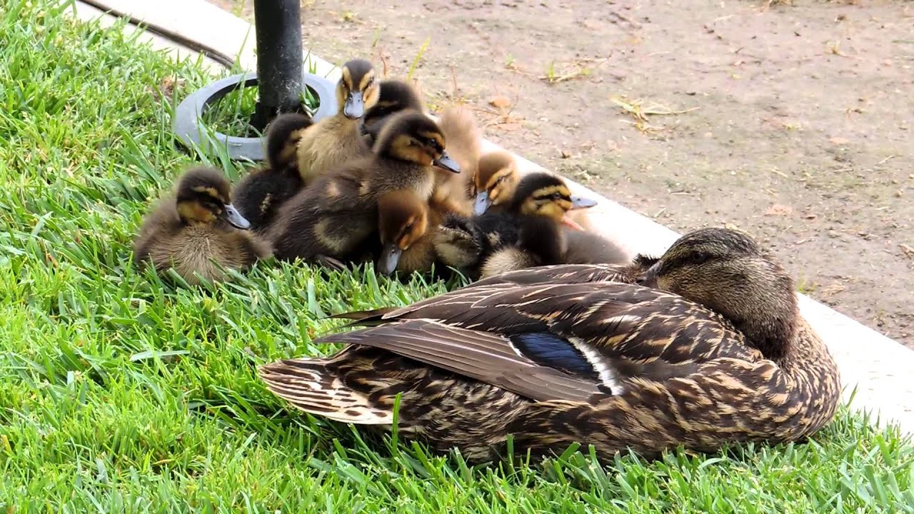 shahryar hashemi, baby ducks resting - YouTube