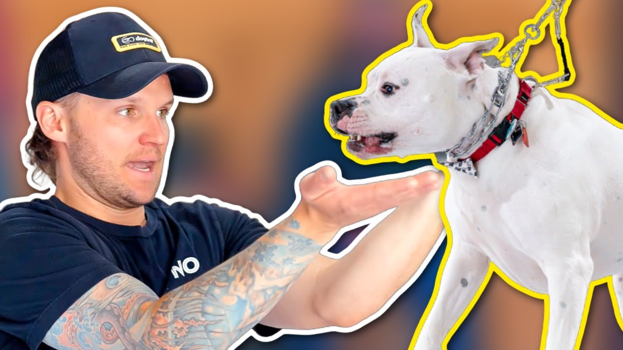 AGGRESSIVE DOG OR LEASH REACTIVITY? How to Tell the Difference and Fix ...