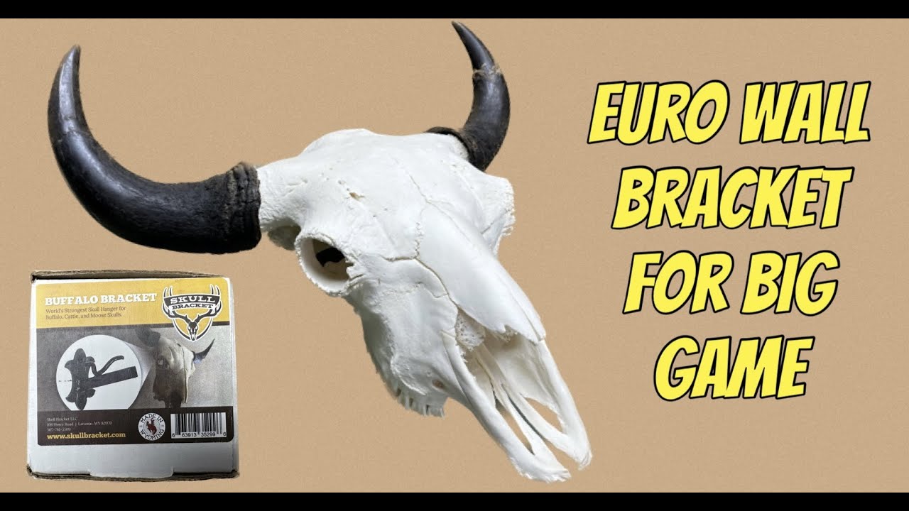 Wall Mount for Hanging a European Buffalo, Elk, Moose , Bull or Cow ...