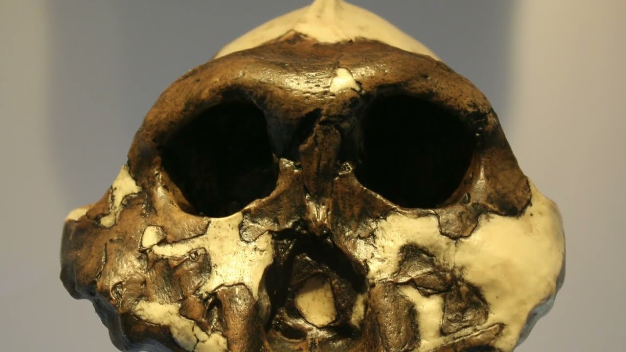 Mysterious 1.4-Million-Year-Old Fossil Changes Everything – New Human ...