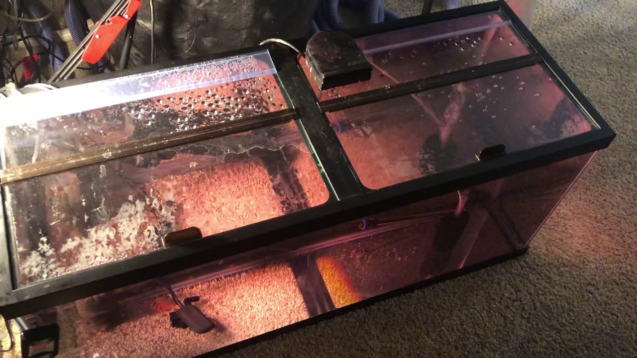 Potassium Permanganate (PP) 4hr Bath of Discus Fry - YouTube