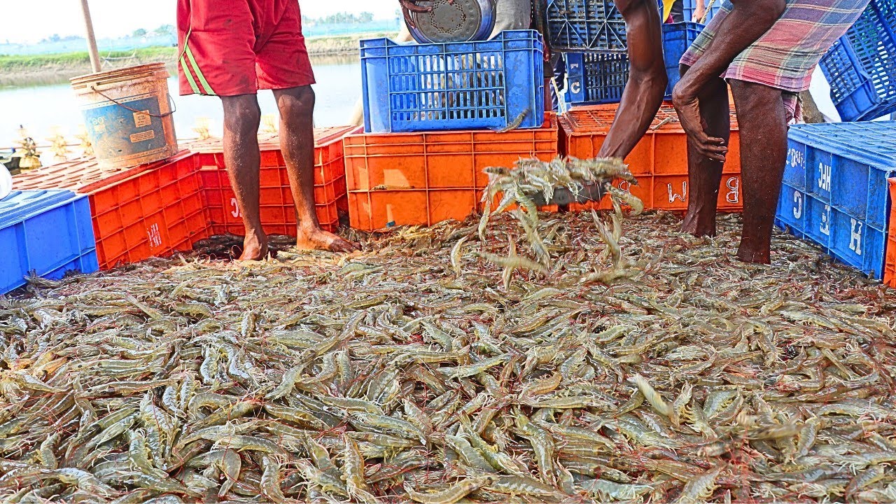 Vannamei 101 Super Intensive Indoor Shrimp Culture Farms