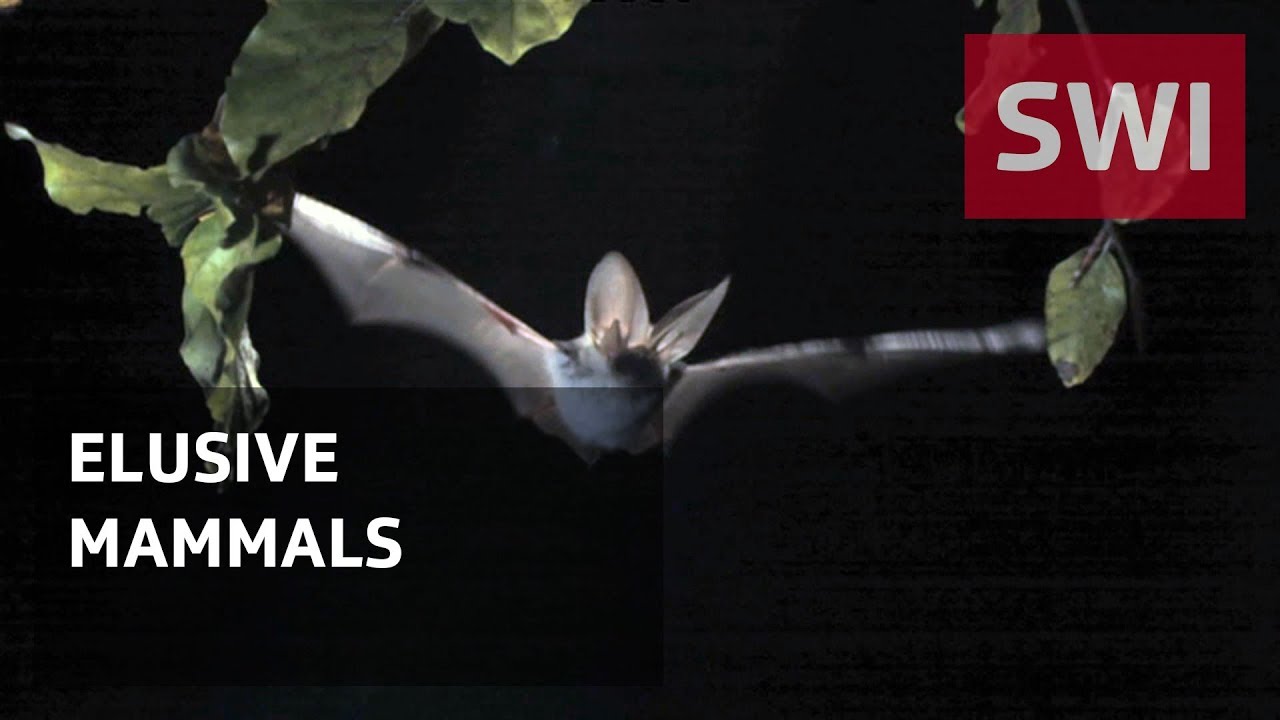 Find the bat! - YouTube