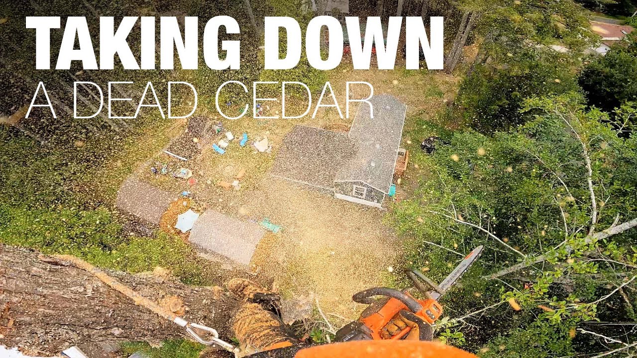 Dead Cedar Climb - YouTube