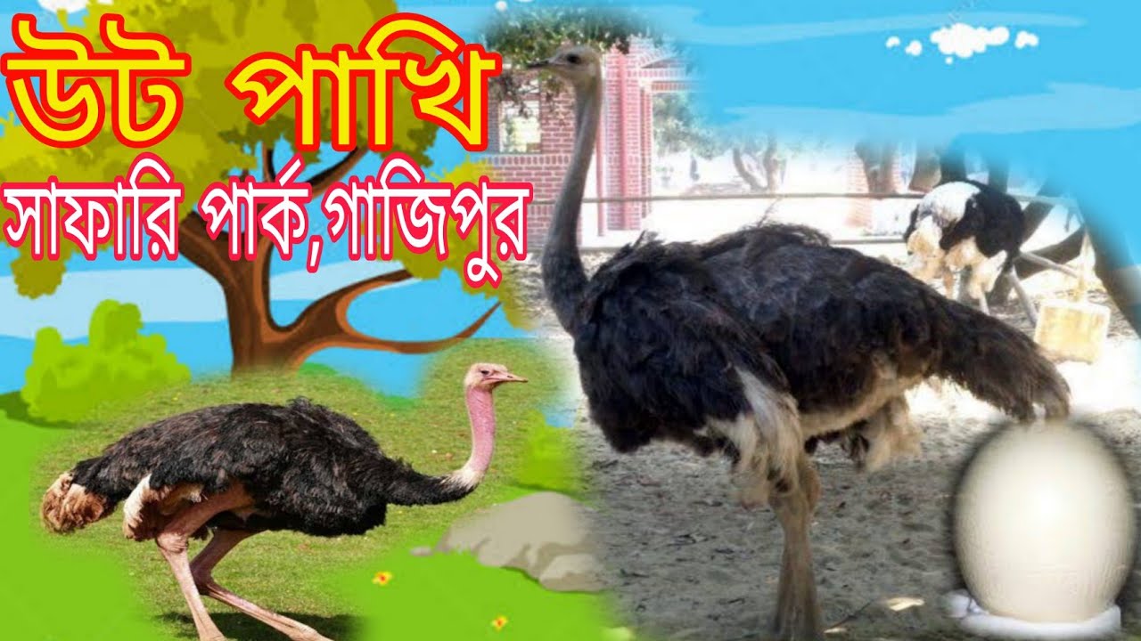 উটপাখি বঙ্গবন্ধু সাফারি পার্ক || Utpakhi Bangabondhu Safari Park ...