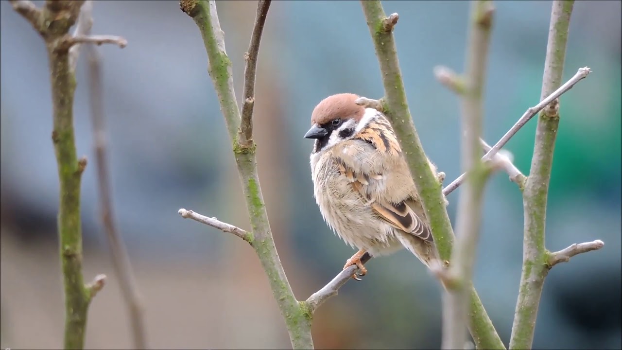 Wróbel mazurek (Passer montanus) - YouTube