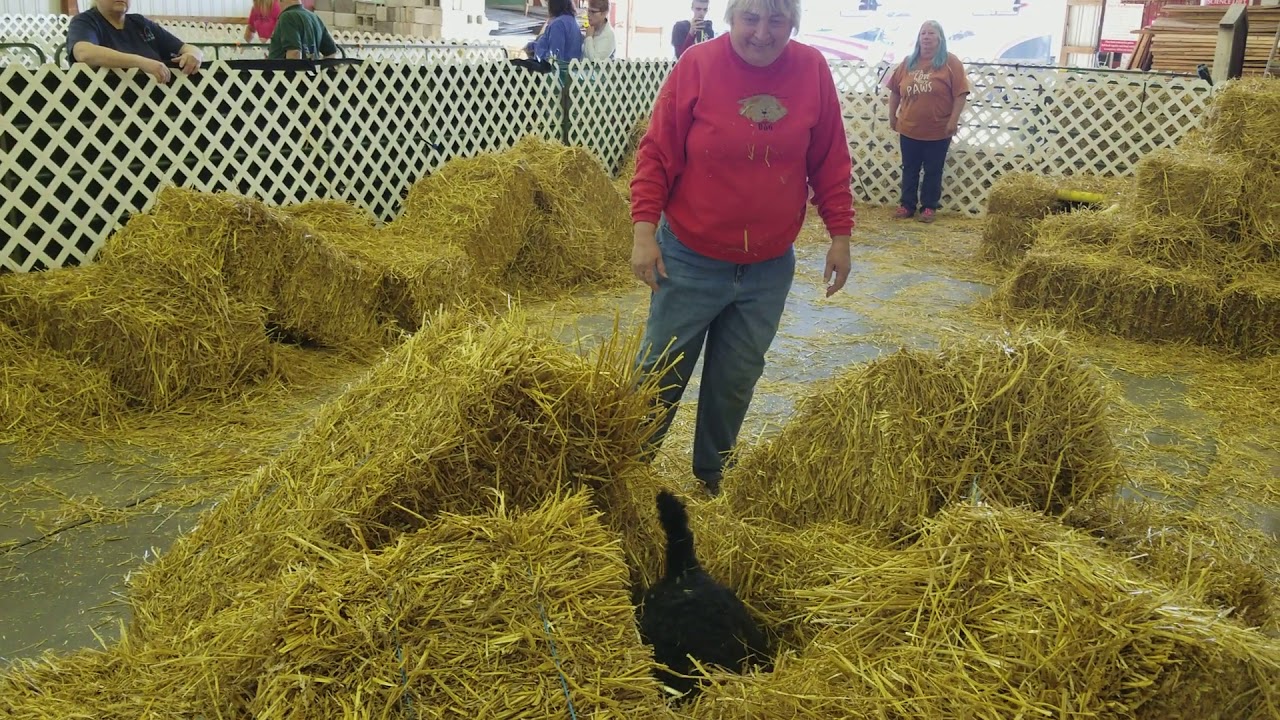 Jane H and Pooka run Senior Barn Hunt Trial in Monroe Michigan - YouTube