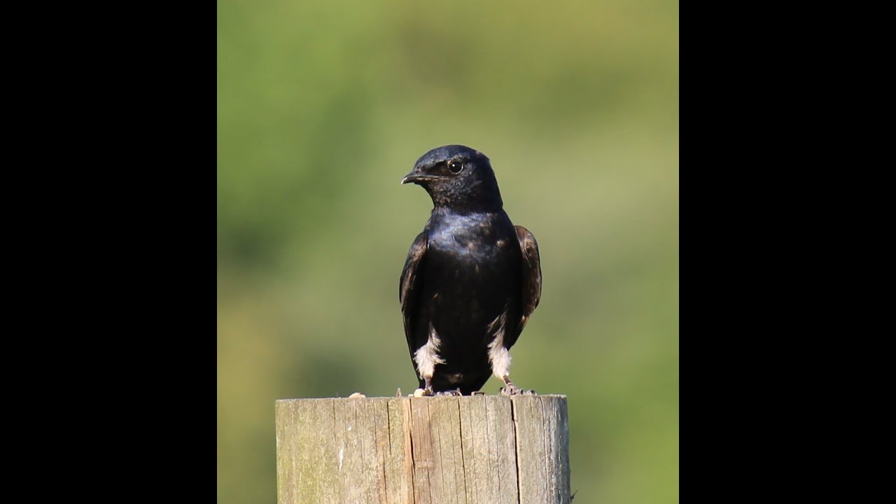 Southeast Purple Martin Banding and Geolocator Study, FINALLY! - YouTube