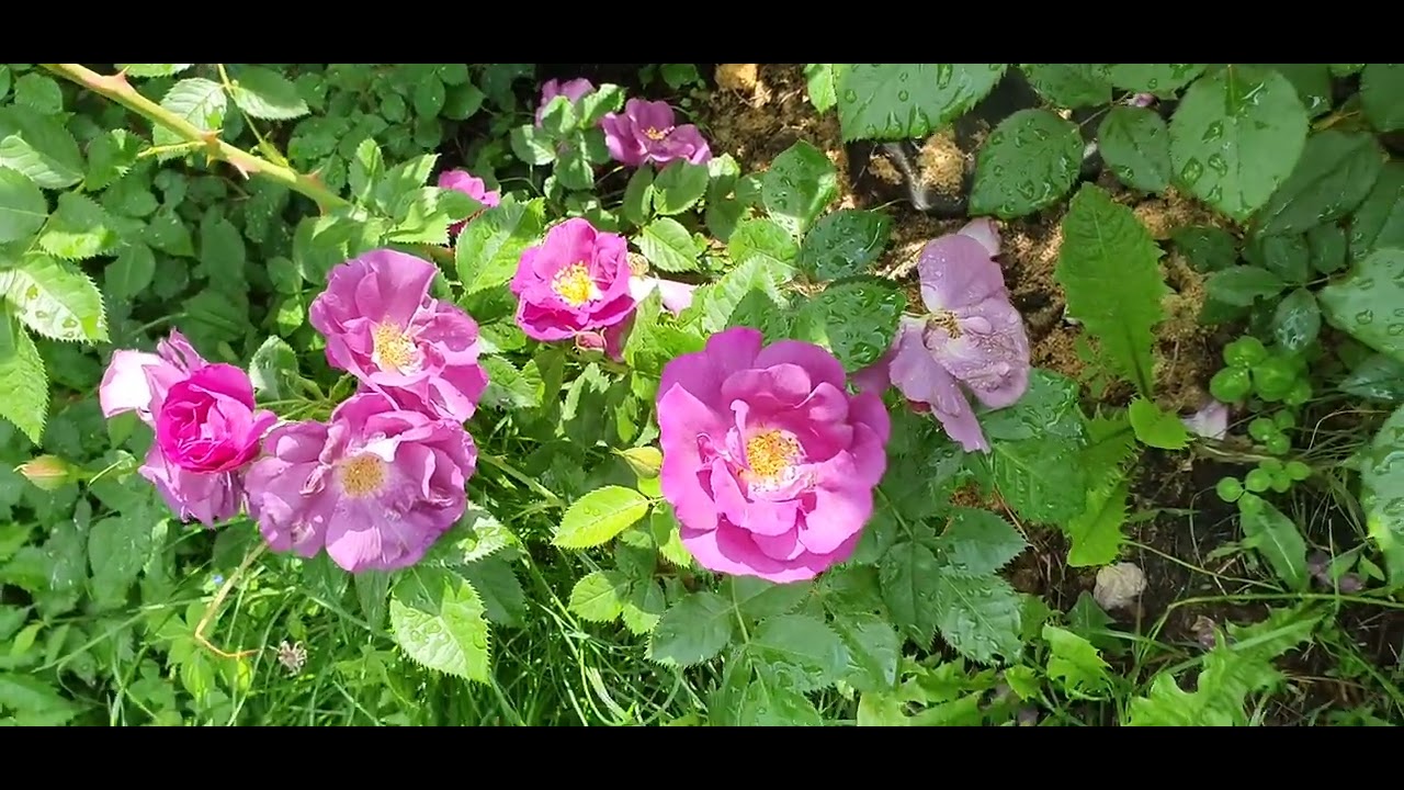 Floribunda rose Blue For You. Роза флорибунда Блю Фо Ю. - YouTube