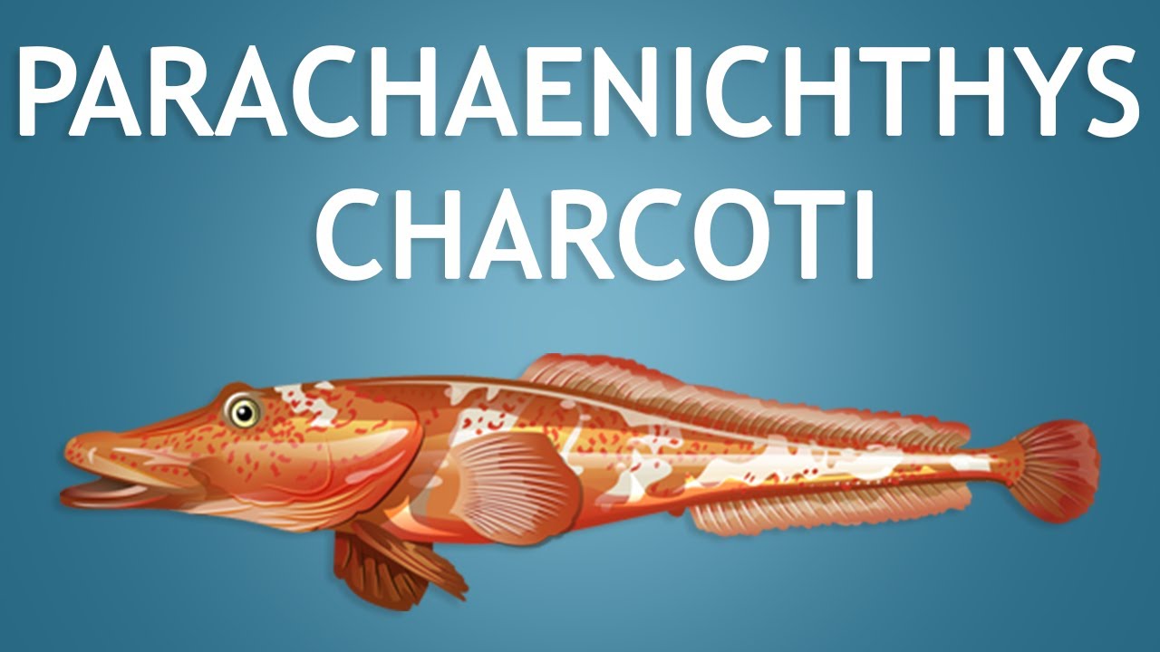 Elltharis - PARACHAENICHTHYS CHARCOTI (5★) ft. iTrendy - YouTube