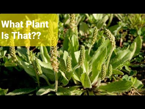 What Plant Is That? Edible & Medicinal Plants In Your Yard - Plantain ...