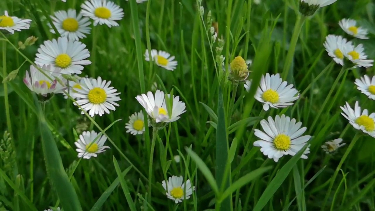 Huawei P20 Pro super slow motion sample video