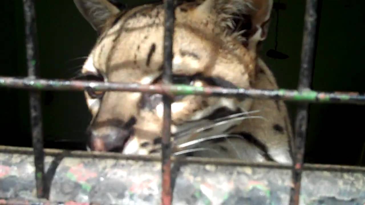 A playful Ocelot at The Trinidad and Tobago Zoo. - YouTube