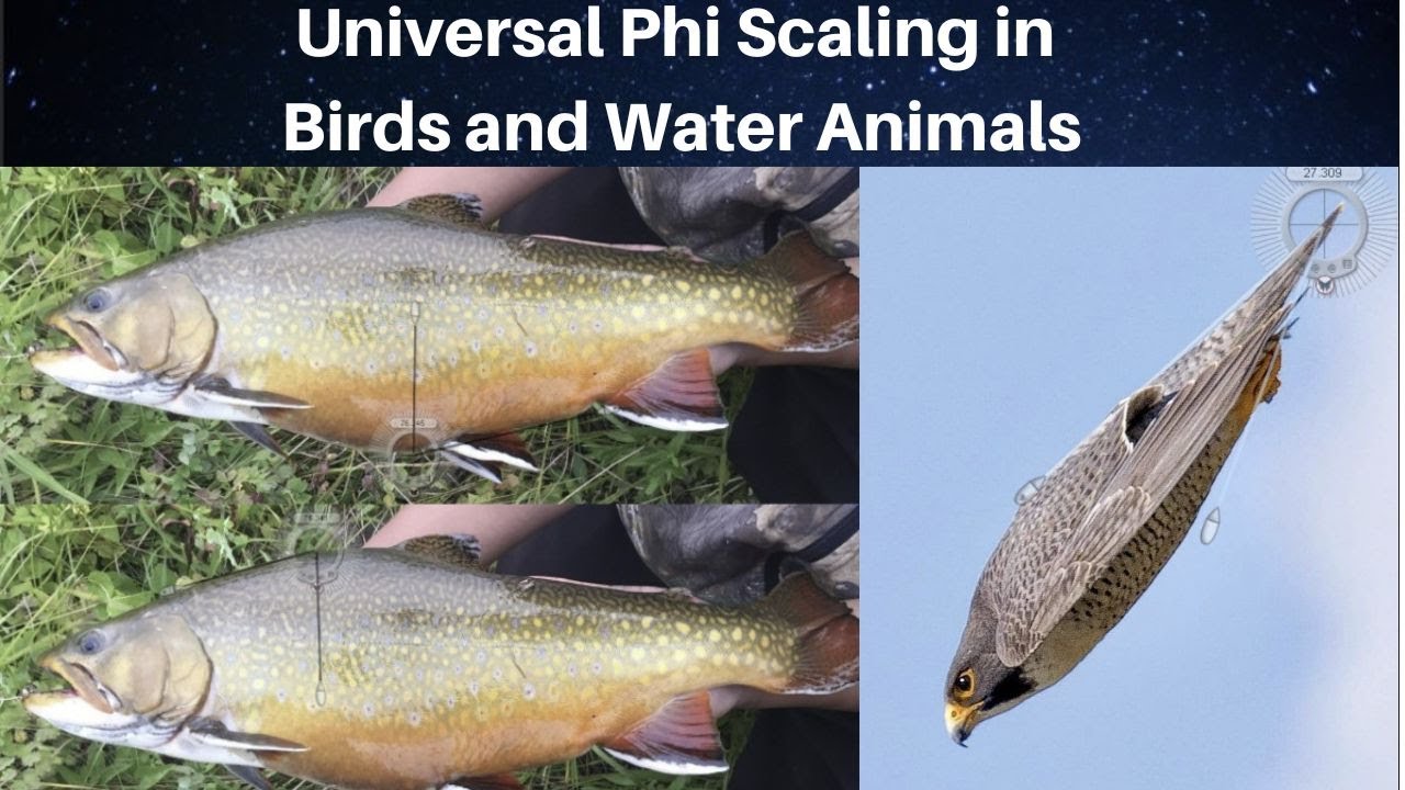 Universal Phi Scaling in Birds and Water Animals - YouTube