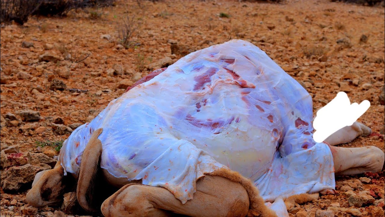 Aroos dhaqamed ka dhacay degaanka RAXAN-REEB Ee Deg.Jariiban. - YouTube