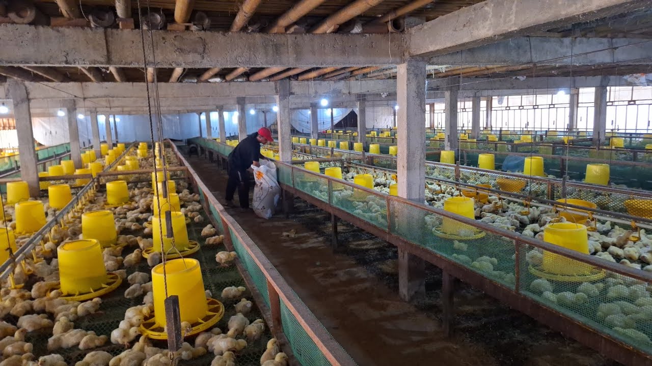 Ayam Panting Seting Blower Kandang Rak Broiler - YouTube