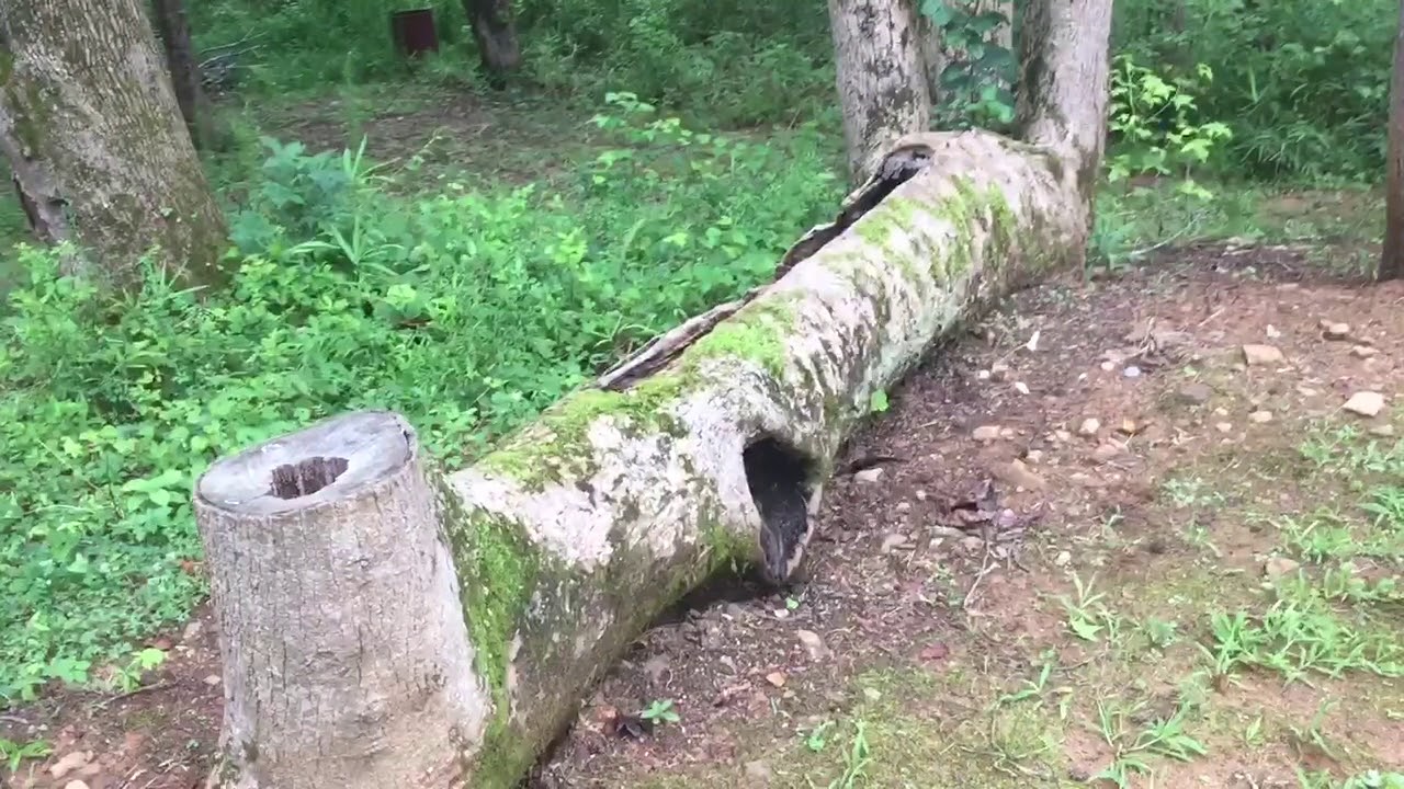 Very strange tree growth? Tulip poplar - YouTube