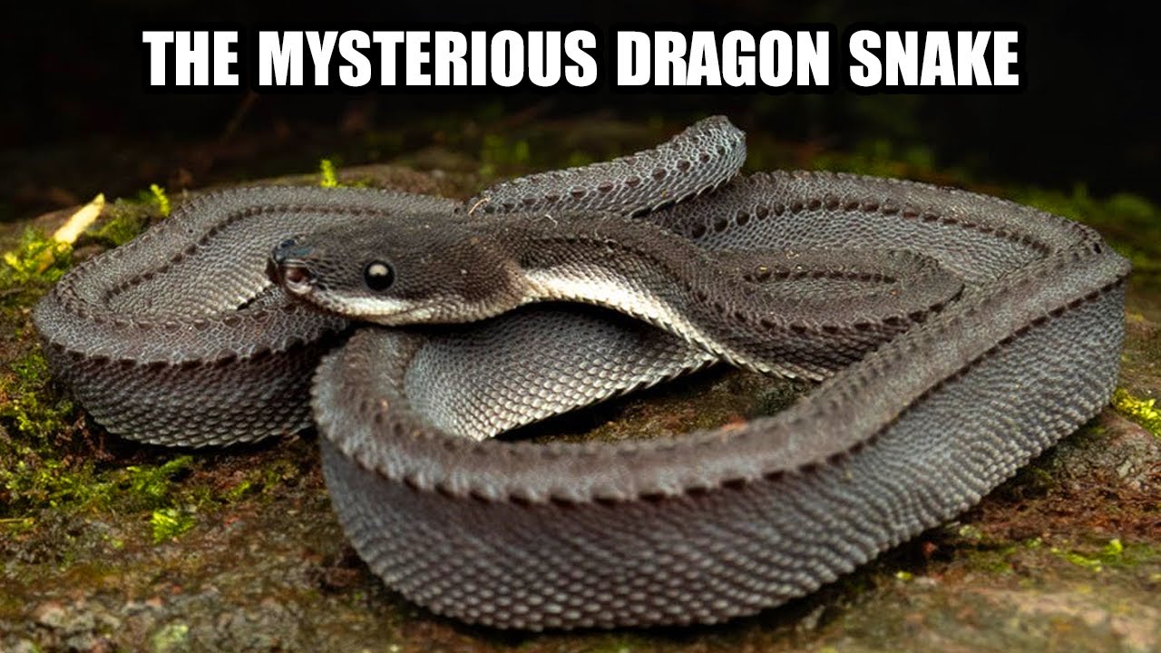 Xenodermus javanicus - The Mysterious Dragon Snake | Snake Exploration ...