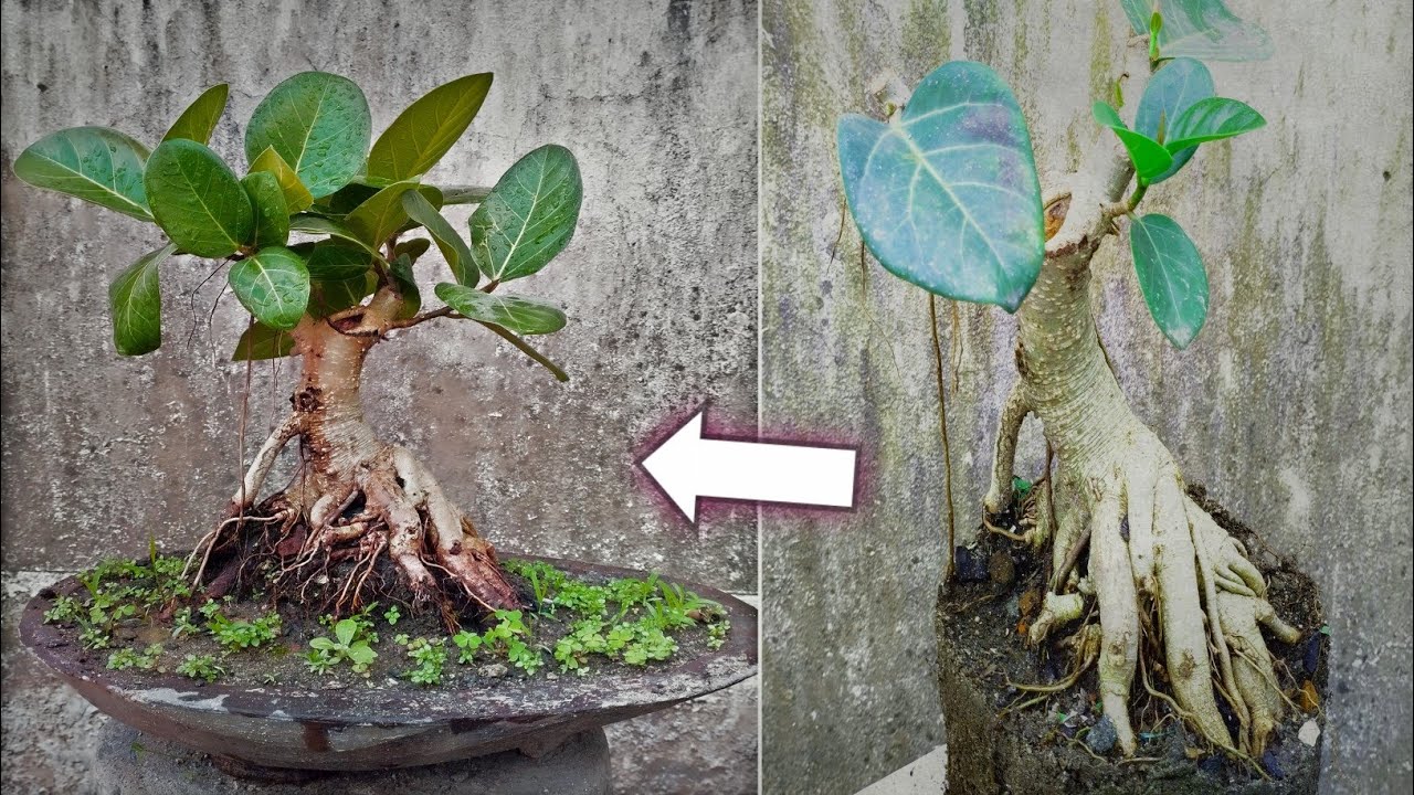 Bot Bonsai /Ficus Banglensis /Banyan Bonsai Ficus Bot..... - YouTube