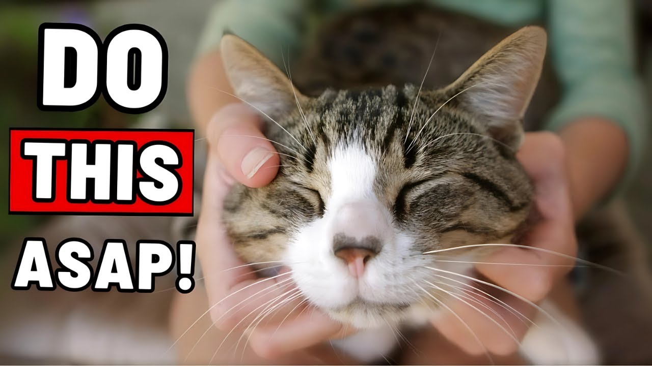 If You Rub Your Cat’s CHEEKS Every Day, THIS Will Happen - YouTube