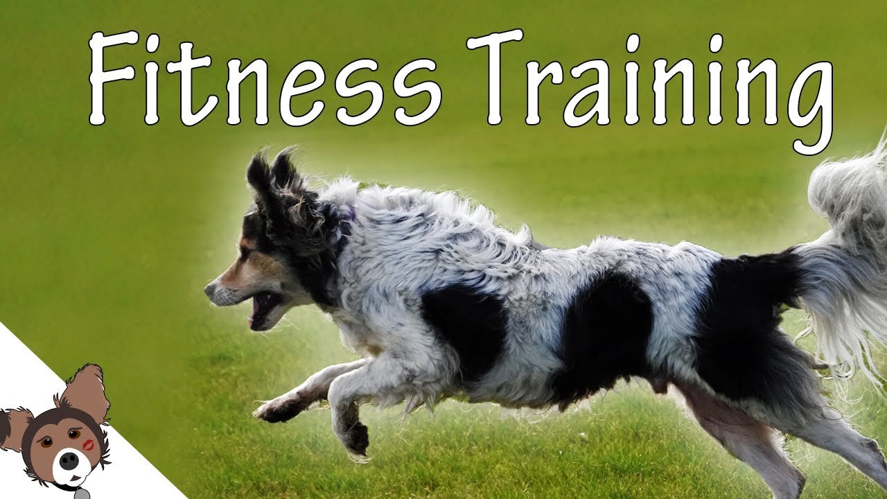Dog Fitness Training For Free YouTube dog-fitness-training-for-free-youtube