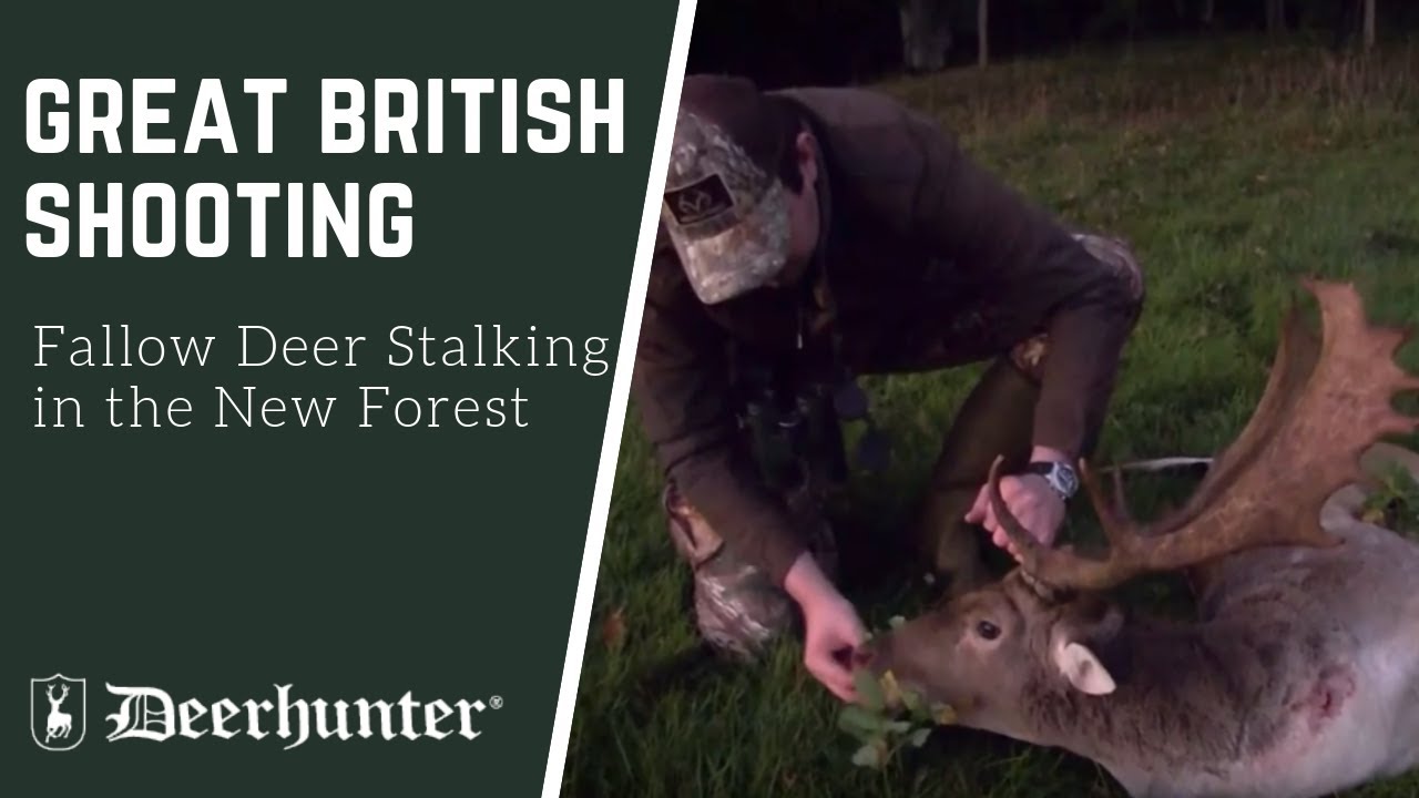 Fallow Deer Stalking in the New Forest - YouTube