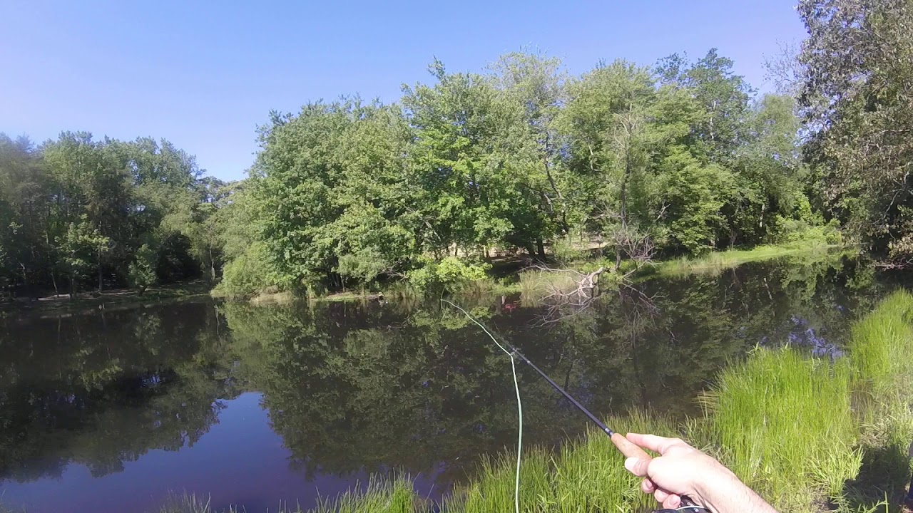 Fishing the Calvert Cliffs Pond in June 2020 - YouTube