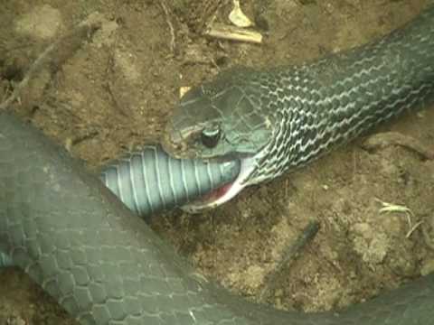 Snake Eats Another Snake - YouTube