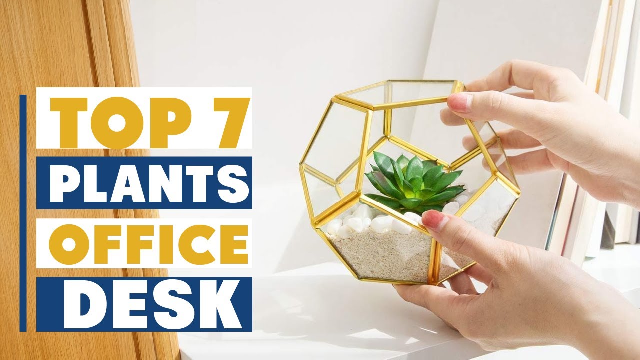 7 Best Plants for Office Desk to Boost Productivity & Freshen Up Your ...