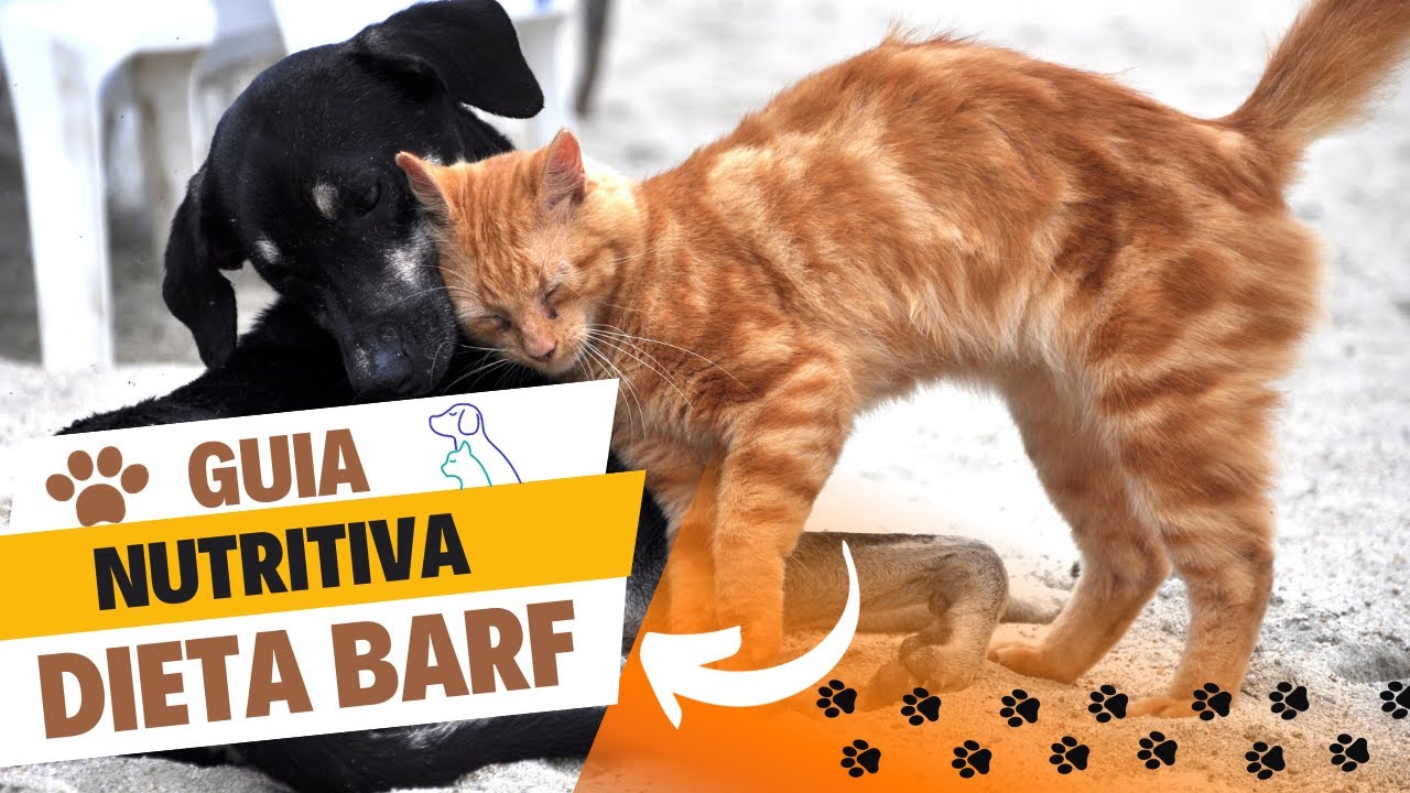 Guía práctica para cambiar de croquetas a comida casera o BARF en tu ...