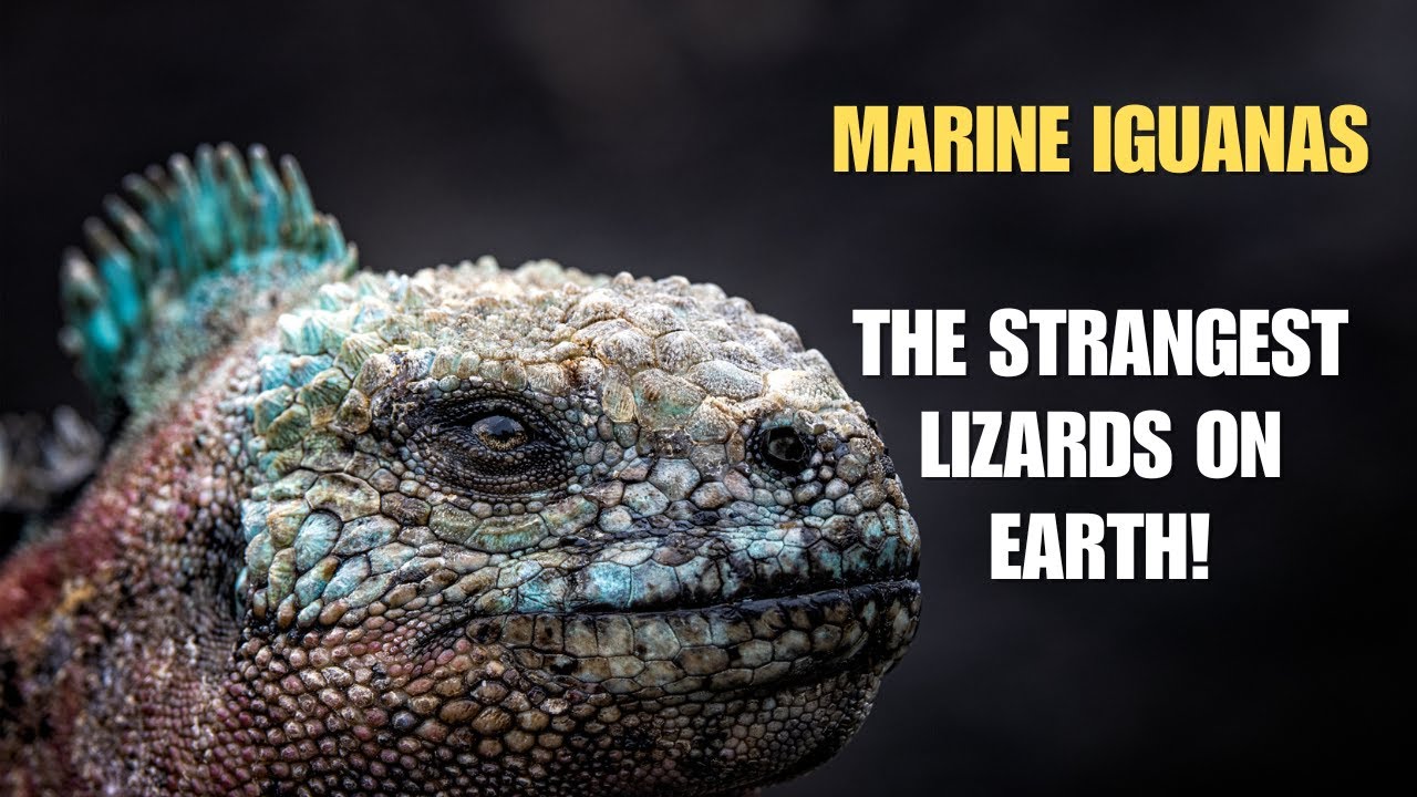 Marine Iguanas: The Only Lizards That Swim in the Ocean! - YouTube