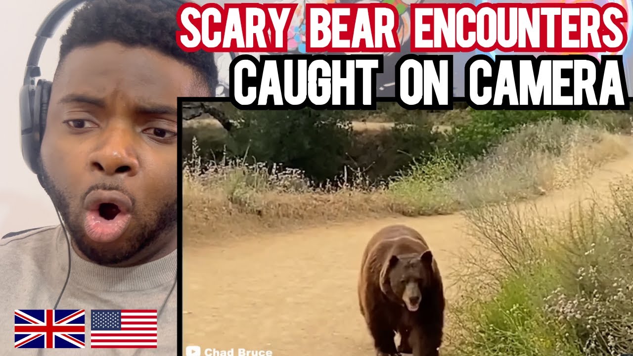 Brit Reacts To THE SCARIEST BEAR ENCOUNTERS! - YouTube