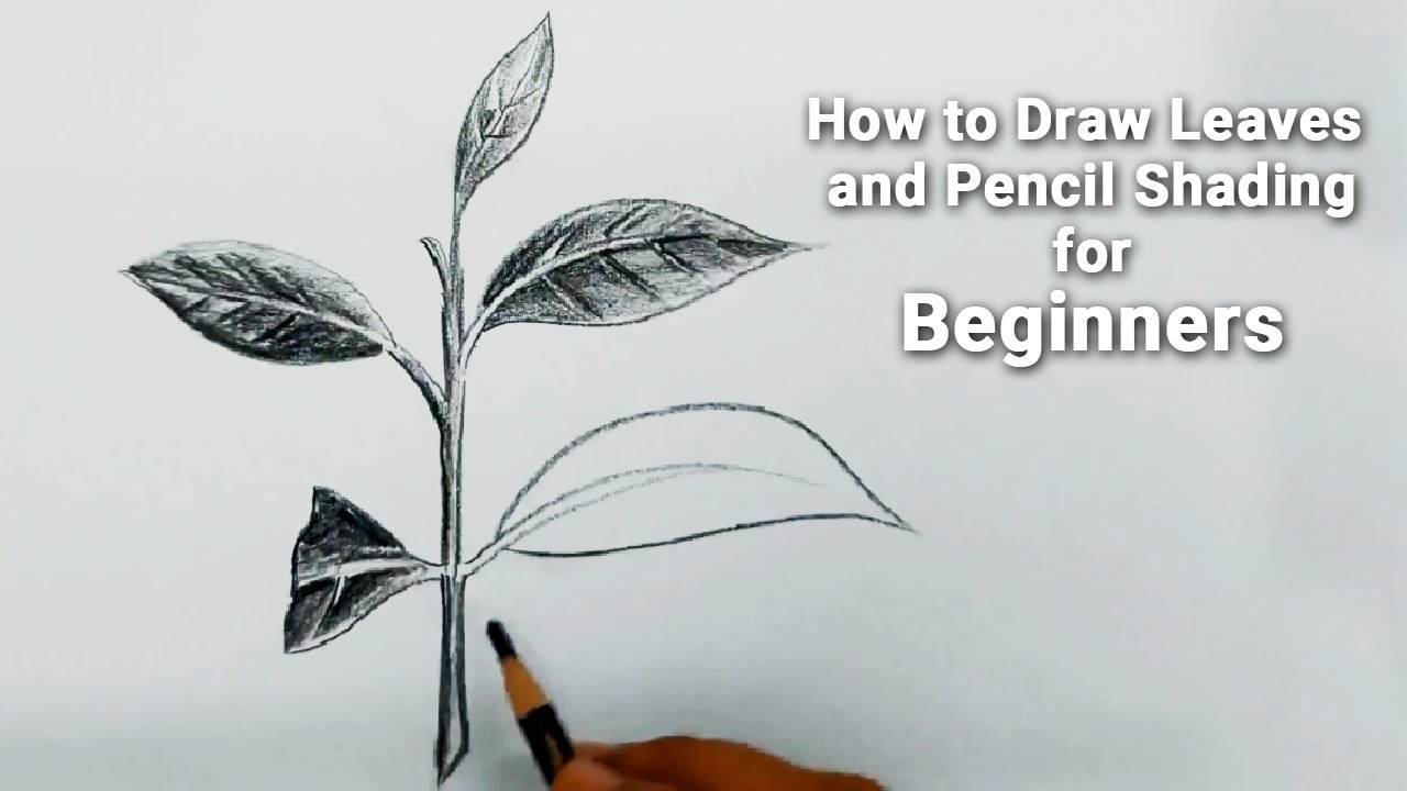 how to draw and shade leaves with pencil | pencil sketch | pencil ...