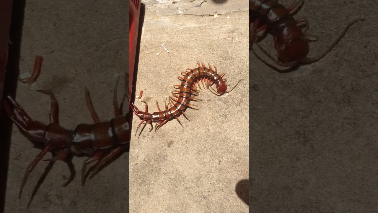 Centipede in Barbados - YouTube