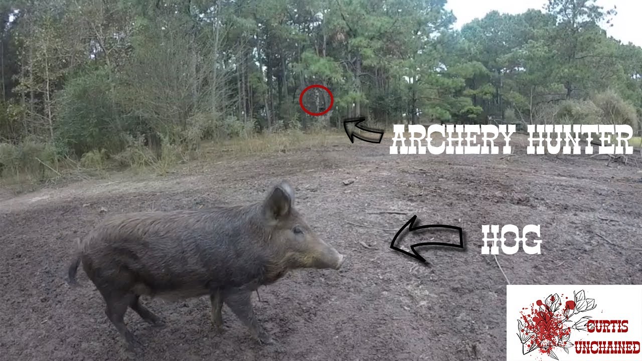 ARCHERY KILL SHOT GOPRO POV!! HOGS in Texas with bow and arrow! - YouTube
