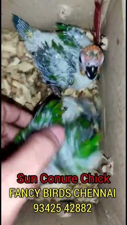 Sun Conure Handfeeding Chick For Sale Chennai OMR Karapakkam Self pickup only | Fancy Birds ...