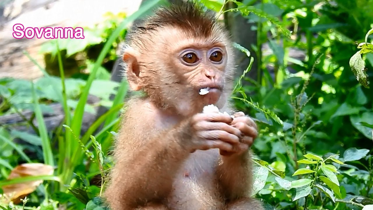 Oh! Tiny Adorable Baby Monkey SOVANNA, She Looks Very Pretty Smart ...