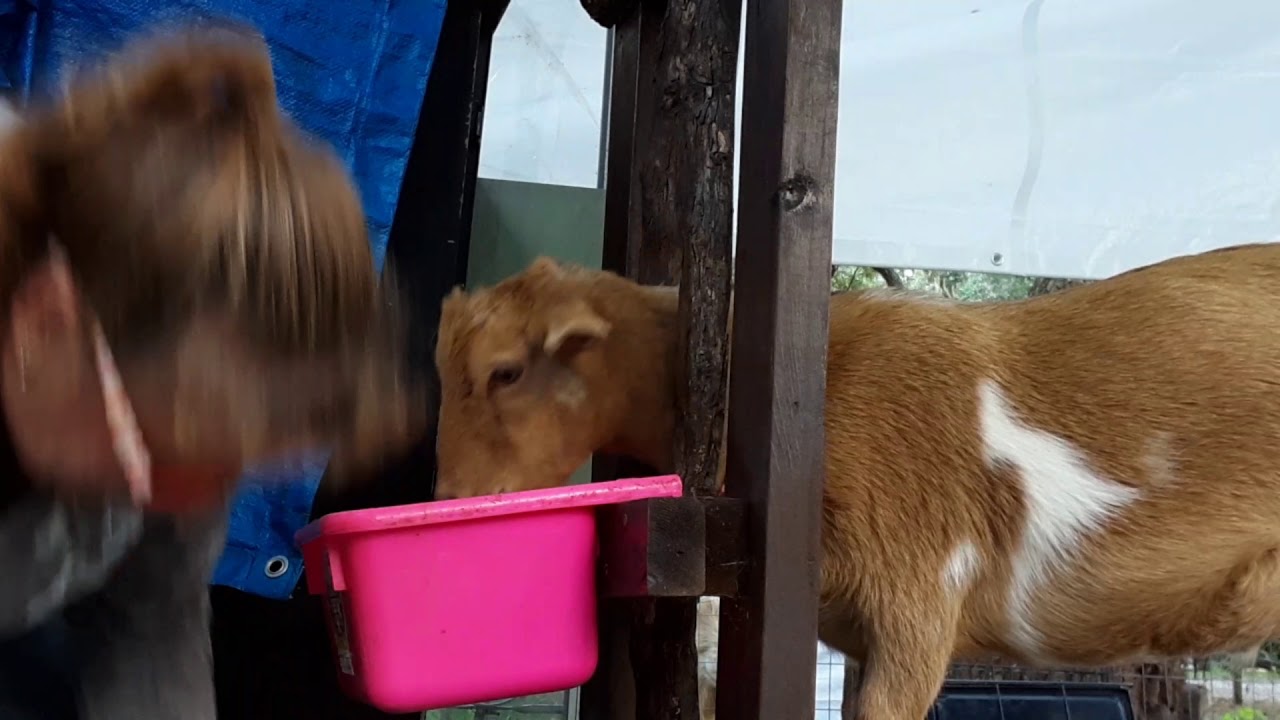 Addressing Copper Deficiency and Trimming Scurs in Goats - YouTube