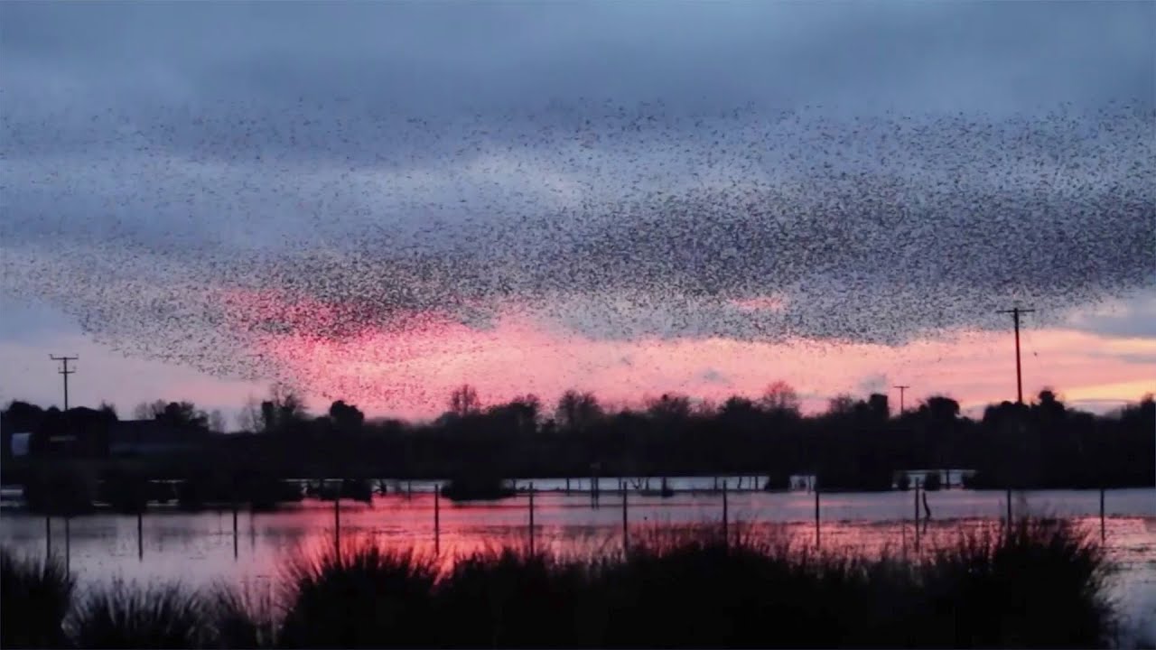Mesmerizing starling murmuration spotted in the UK - YouTube