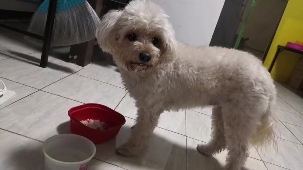 Cute dog eating her dinner and enjoys her food very much - YouTube
