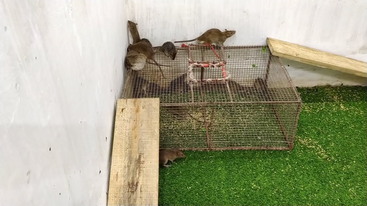 Mouse Trap Grille - Best Easy Mouse Trap for Saving 15 Mice - YouTube