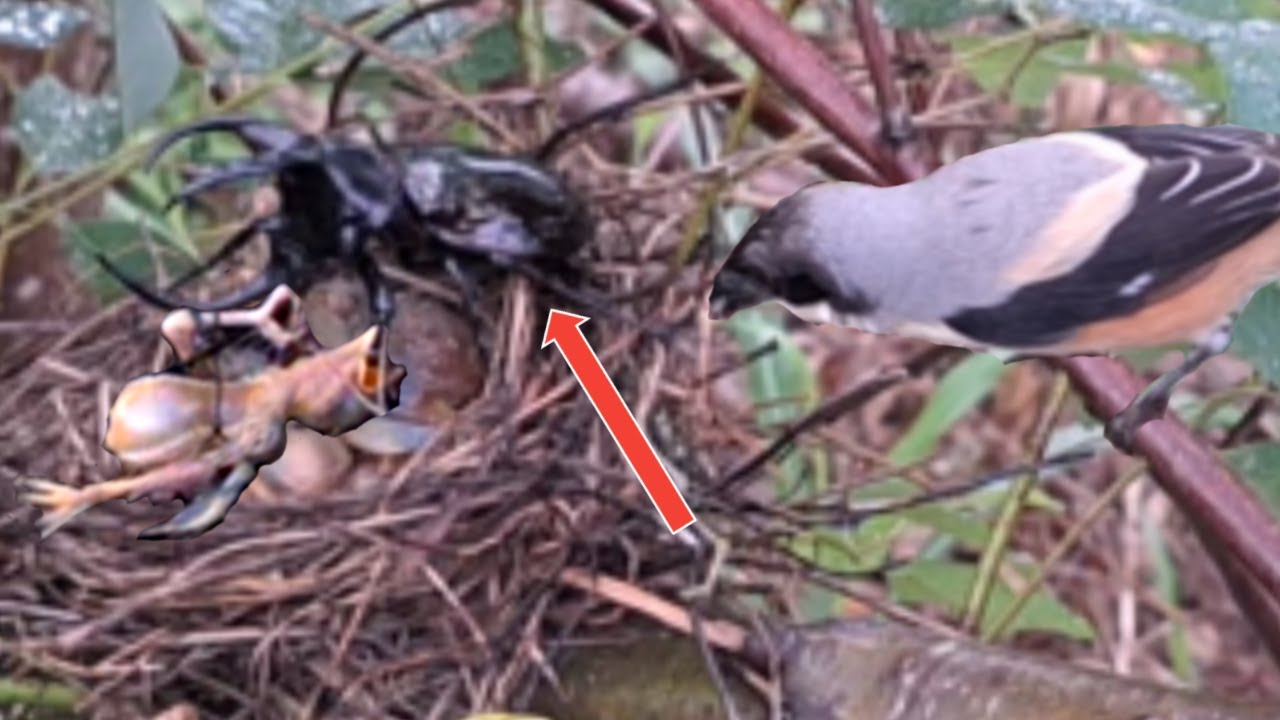 First time in the world baby birds have been disturbed by horned ...
