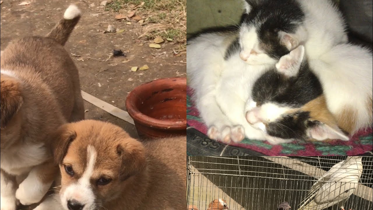 The most exotic cat & kitten collection of all time. - YouTube